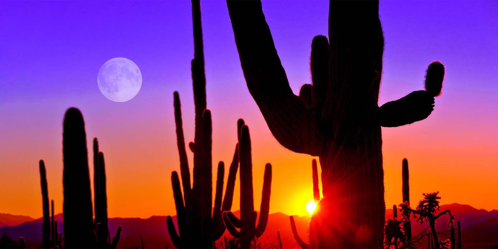 Team Camillucci - SaddleBrooke Ranch & Tucson Real Estate