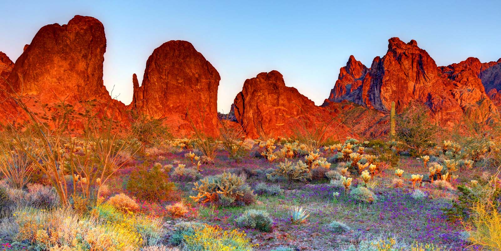 Team Camillucci - SaddleBrooke Ranch & Tucson Real Estate
